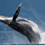 Ketchikan Ultimate Whale Watching, Wildlife, & Wilderness Dining - Is It Worth the Price?