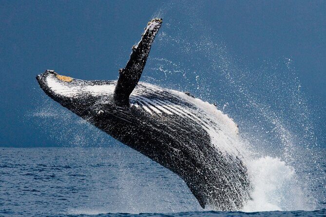 Ketchikan Ultimate Whale Watching, Wildlife, & Wilderness Dining - Is It Worth the Price?