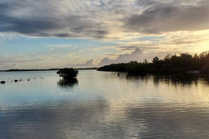 Key Largo Mangrove Private Eco-Tours - What You’ll See and Learn