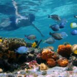 Key West: 2 Reef Snorkel With Sunset Cruise, Includes Drinks - The Itinerary in Detail: Snorkeling at Two Reef Spots