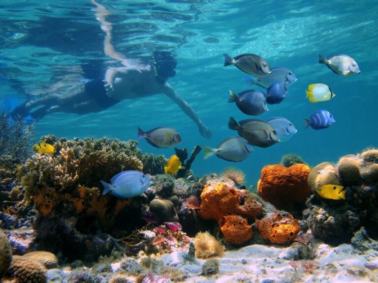 Key West: 2 Reef Snorkel With Sunset Cruise, Includes Drinks - The Itinerary in Detail: Snorkeling at Two Reef Spots