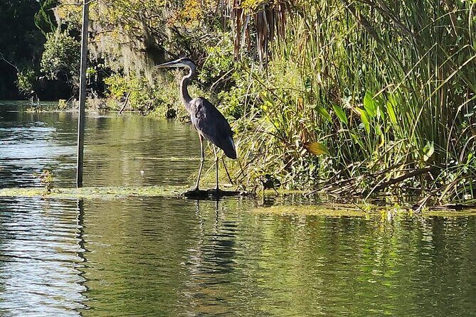Kings Bay Manatee Watching Cruise - Authentic Experiences from Traveler Reviews