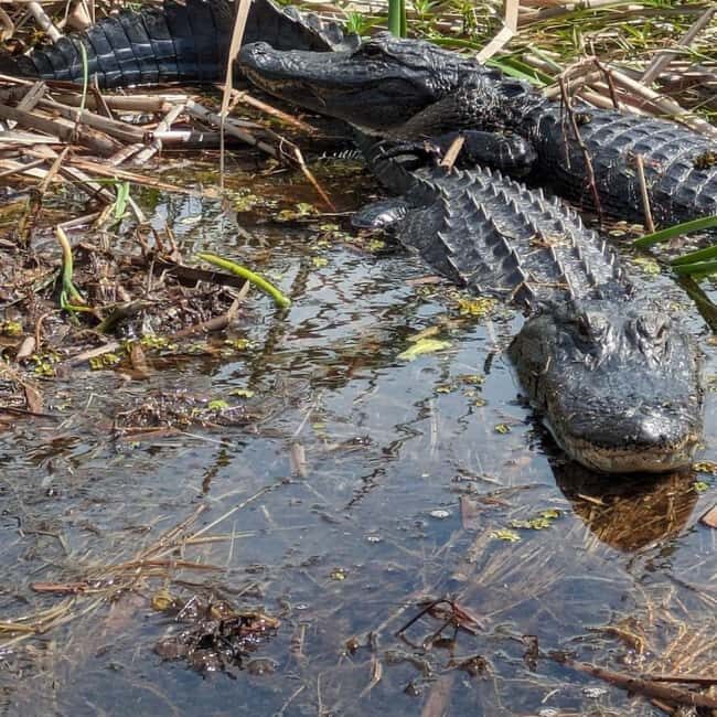 Kissimmee: Everglades Alligator and Wildlife Airboat Tour - Value and Pricing