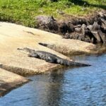 Kissimmee: Explore Lakefront Adventure on Electric Trike - Final Thoughts: Is It Worth It?