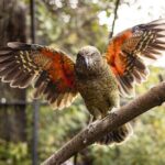 Kiwi Park Queenstown Admission - Authentic Encounters and Reviewer Insights
