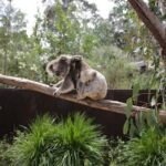 Koala Experience at Healesville Sanctuary - excl. entry - In-Depth Look: The Pros and Cons