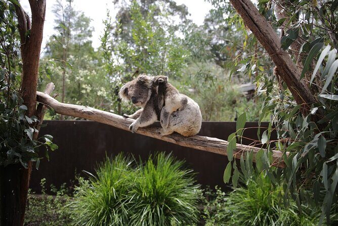 Koala Experience at Healesville Sanctuary - excl. entry - In-Depth Look: The Pros and Cons
