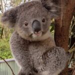 Koala & Kangaroos Experience, Waterfalls and Scenic Train Journey - Authentic Experiences and Genuine Value