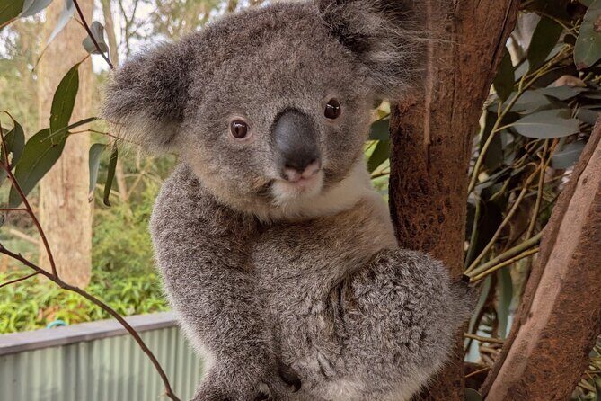 Koala & Kangaroos Experience, Waterfalls and Scenic Train Journey - Authentic Experiences and Genuine Value