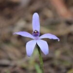 Koala Walking Tour in Kangaroo Island - Who Will Love This Tour?