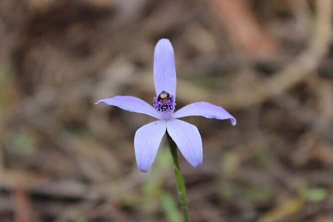 Koala Walking Tour in Kangaroo Island - Who Will Love This Tour?