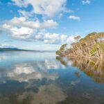 Koalas, Kangaroos and Lyrebirds - Full Breakdown of the Experience