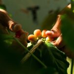 Kona Coffee Tasting: A Farm to Cup Experience - Why the Small Group Matters