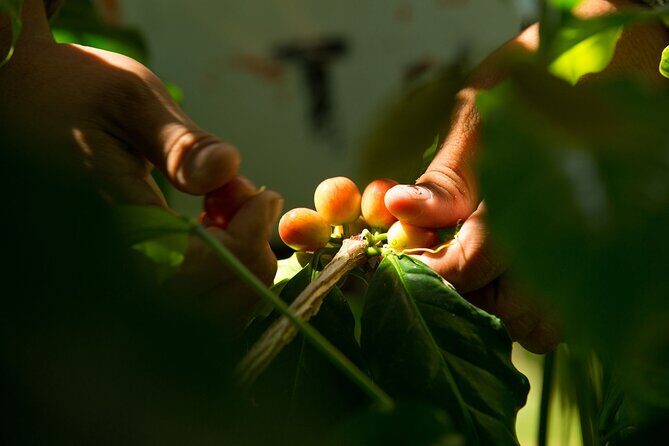 Kona Coffee Tasting: A Farm to Cup Experience - Why the Small Group Matters