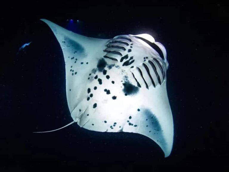 Kona: Manta Ray Night Snorkel Adventure - How the Tour is Structured