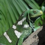 Kula Eco Park Admission - Is It Worth the Price?