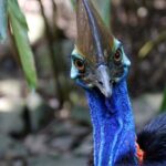 Kuranda, Cairns & Port Douglas Multi-Park Package - Practical Details: Planning Your Visit