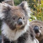 Kuranda Koala Gardens and Birdworld Admission Tickets - What Reviewers Loved—and Not