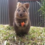 Kuranda Koala Gardens Park Entry - What’s the Value?