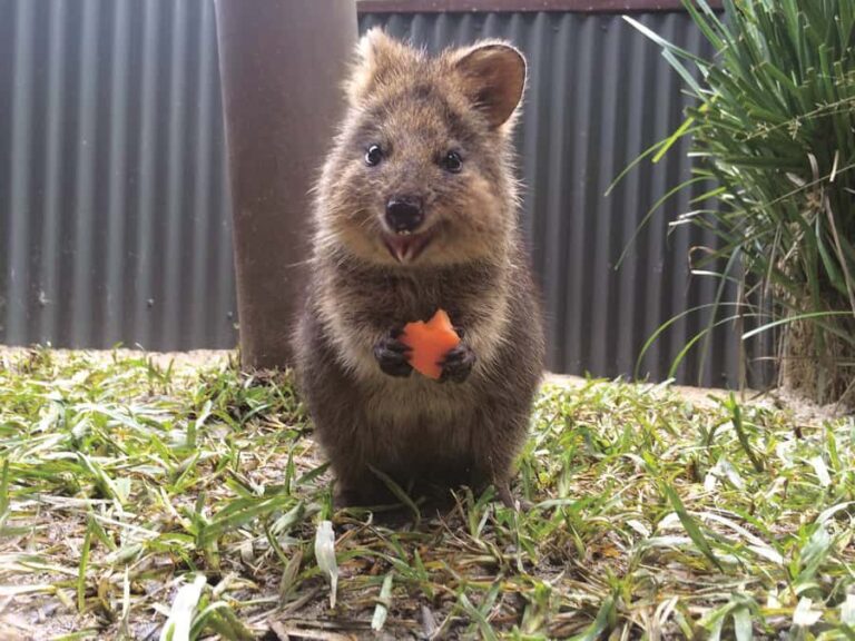Kuranda Koala Gardens Park Entry - What’s the Value?