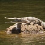 Kuranda Riverboat Sightseeing Cruise - Authentic Experiences from Reviews