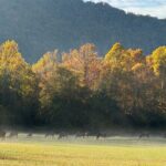 Kuwohi Mountain Great Smoky Mountains Tour - Authentic Feedback and Insights