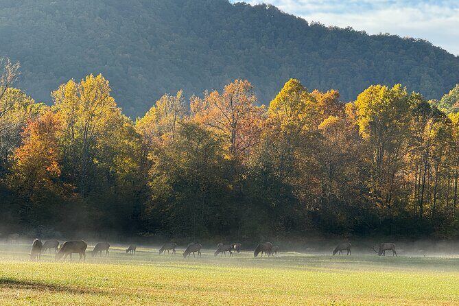 Kuwohi Mountain Great Smoky Mountains Tour - Authentic Feedback and Insights