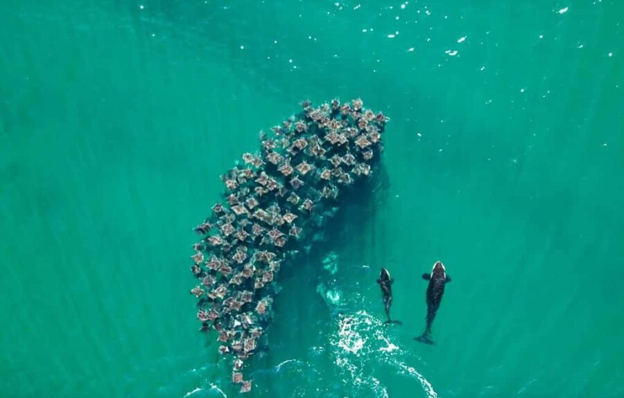 La Paz or La Ventana: Ocean Safari - The Itinerary Breakdown