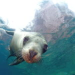 La Paz: Sea Lion Snorkeling at Espirtu Santo Island - Discovering Espíritu Santo Island: An Authentic Wildlife Adventure