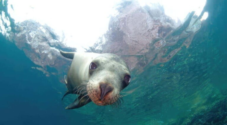 La Paz: Sea Lion Snorkeling at Espirtu Santo Island - Discovering Espíritu Santo Island: An Authentic Wildlife Adventure