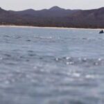 La Paz Wildlife Ocean Safari & Beach Club Leisure in La Ventana - What to Expect During the Wildlife Watching