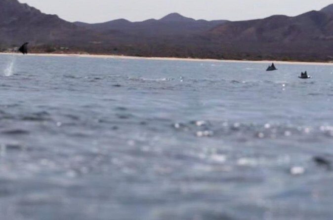 La Paz Wildlife Ocean Safari & Beach Club Leisure in La Ventana - What to Expect During the Wildlife Watching