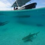 Lagoon Exploration and Snorkeling in Moorea - Why This Tour Offers Great Value