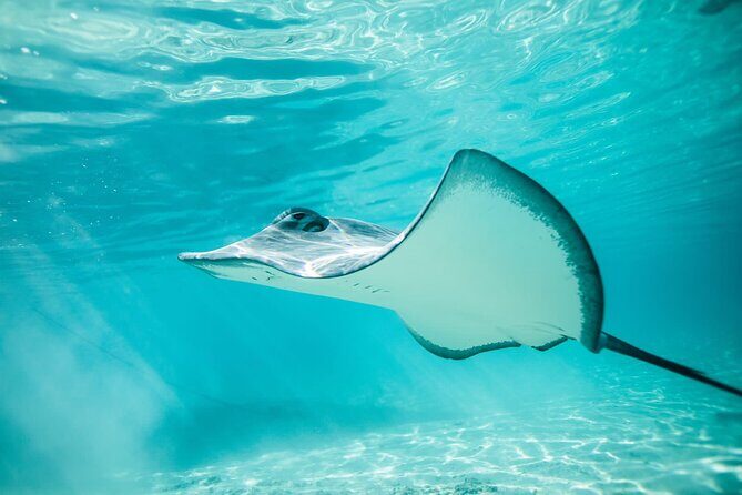 Lagoon Tour in Moorea in Small Group with Lunch - Practical Details and What to Expect