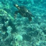 Lahaina: Olowalu Coral Reef Snorkeling Tour - Why Choose This Tour?