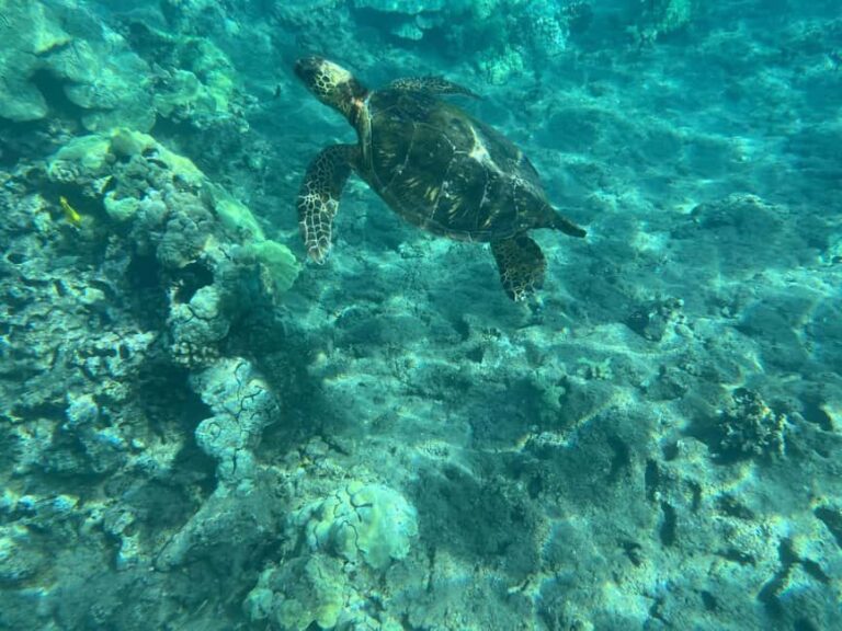 Lahaina: Olowalu Coral Reef Snorkeling Tour - Why Choose This Tour?