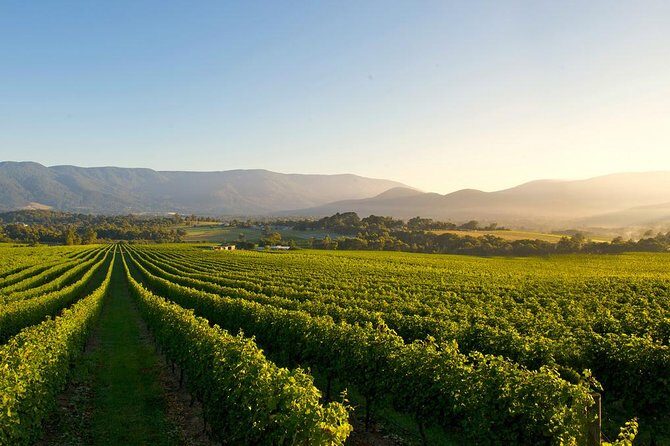 Laid back, Yarra Valley Wine Tour: Wine, Cider, Gin, Beer + Choc - What Makes This Tour Stand Out?