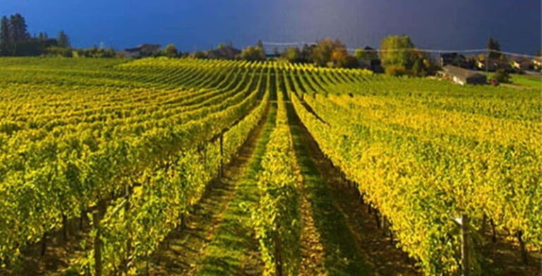 Lake Country: Full-Day Wine Tour with Tastings - The Sum Up: Who Should Consider This Tour?