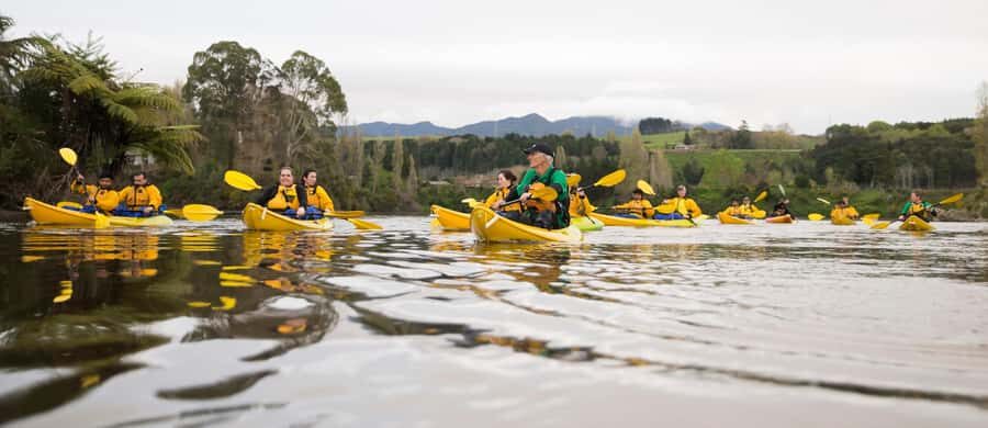 Lake Karapiro: Evening Kayak Glowworm Tour - The Magic of Glowworms: The Highlight of the Tour