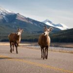 Lake Louise Moraine Lake Icefield Parkway Full Day Private Tour - Bow Lake – A Hidden Treasure