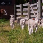 Lake Tekapo: Guided Petting Zoo Visit - What Sets This Experience Apart