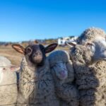 Lake Tekapo High Country Farm Tour (Carbon Positive) - Final Thoughts
