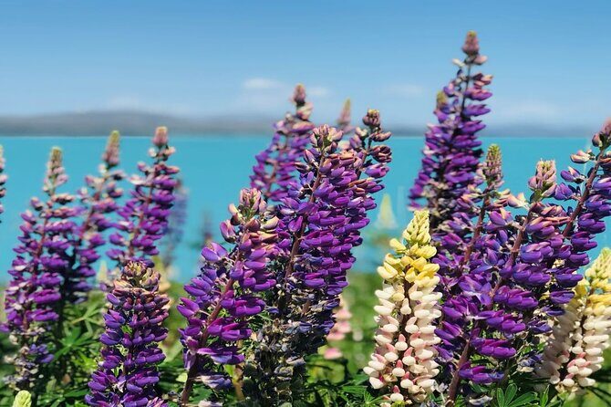 Lake Tekapo to Mt Cook One-Way Small Group Tour - Practical Details and Considerations