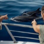 Lana'i Snorkel And Dolphin Quest with Maui Turtle Spot Tour - A Complete Look at the Lanai Snorkel and Dolphin Tour