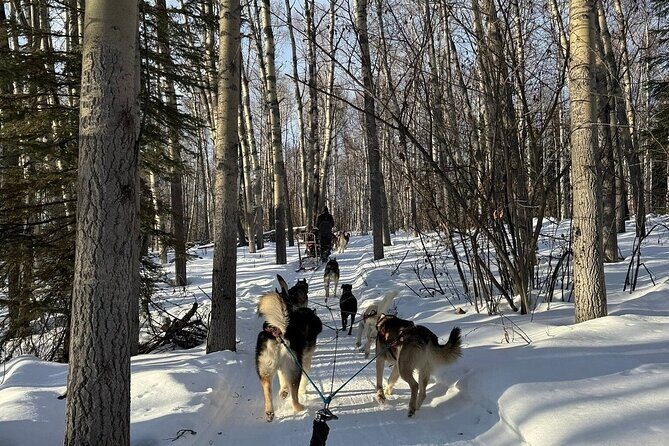 Large Groups for Mushing Activity - The Practicalities