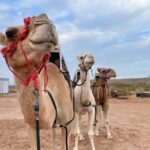 Las Vegas: Desert Camel Ride - What to Expect: From Camel Rides to Animal Encounters