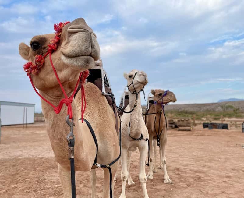 Las Vegas: Desert Camel Ride - What to Expect: From Camel Rides to Animal Encounters