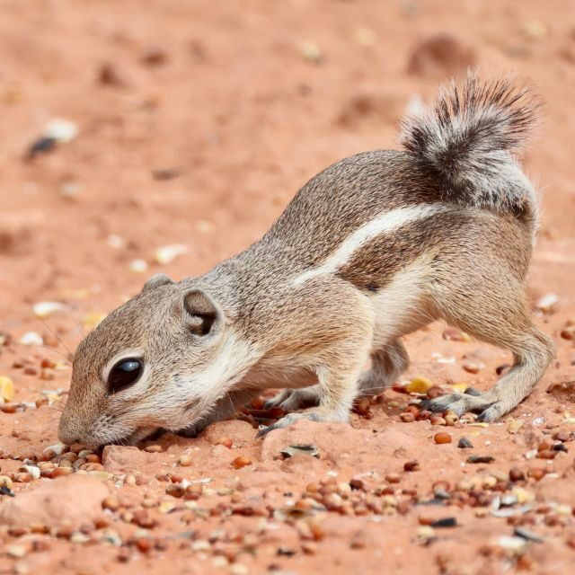 Las Vegas: Valley of Fire and Red Rock Canyon Day Trip - FAQ