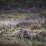 Launceston: 2-Day Overnight Cradle Mt & Wineglass Bay Tour - Practical Details & What It Means for You