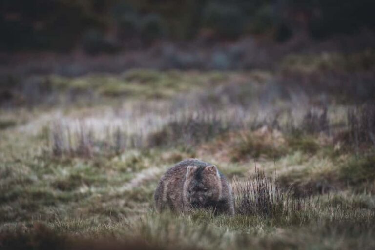 Launceston: 2-Day Overnight Cradle Mt & Wineglass Bay Tour - Practical Details & What It Means for You